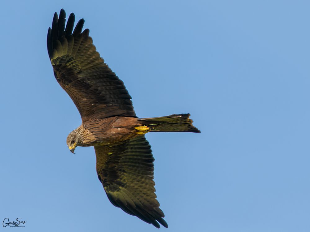 Der Schwarzmilan (Milvus Migrans) Foto & Bild | tiere, wildlife, natur ...