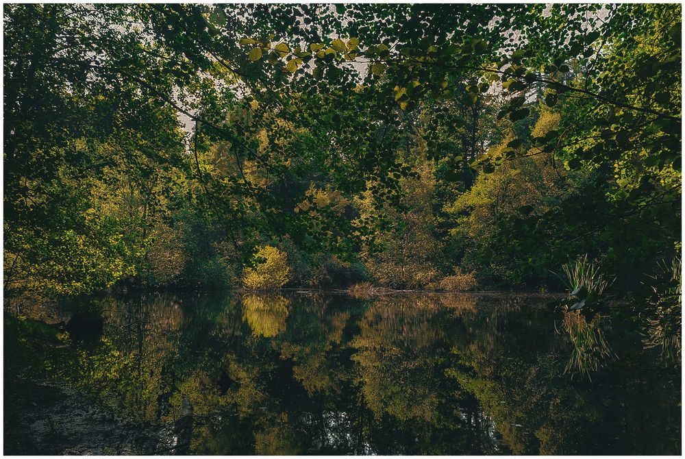 Der See am Waldesrand Foto & Bild | landschaft, bach, fluss & see, wald Bilder auf fotocommunity