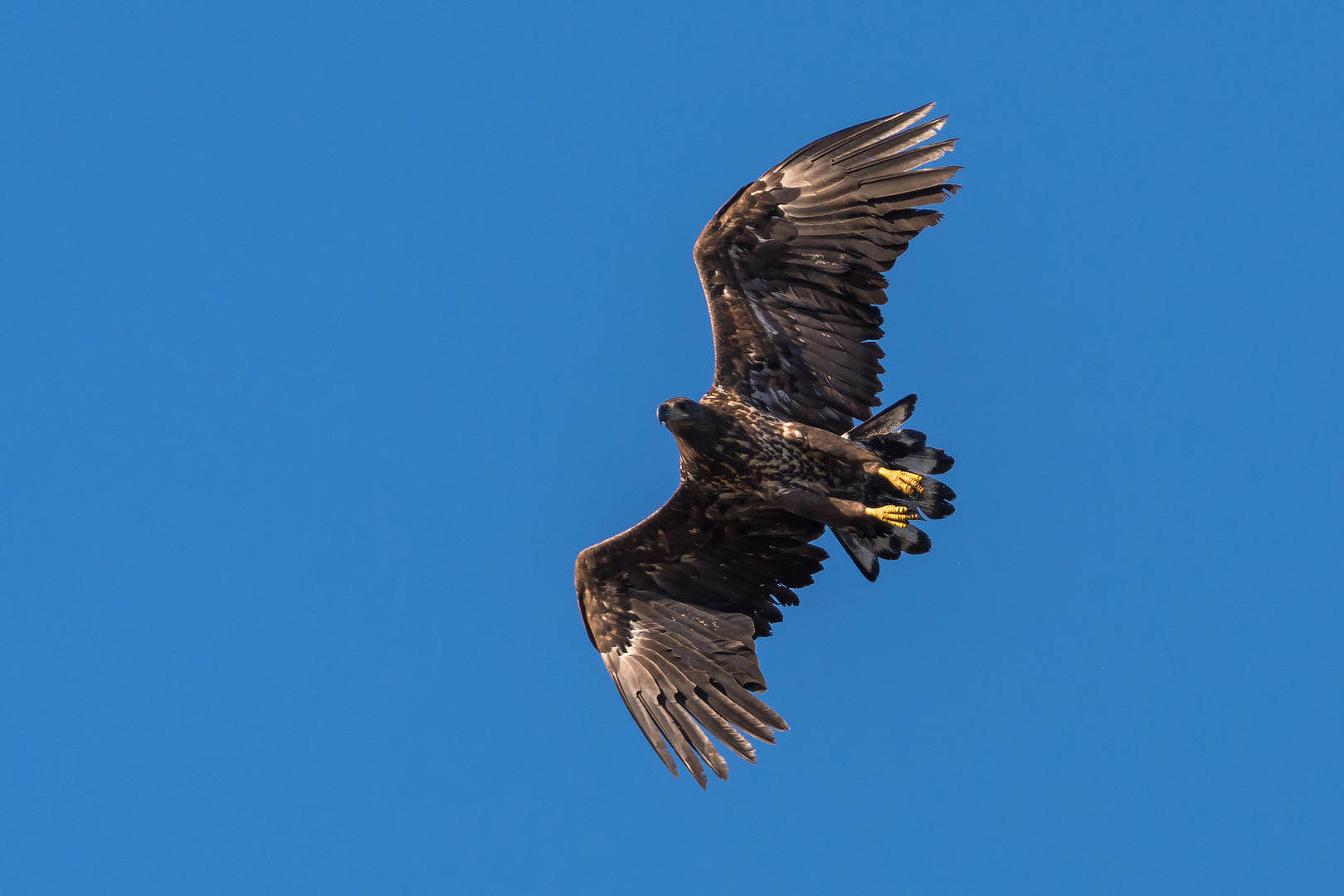 Der Seeadler Foto & Bild | deutschland, europe, brandenburg Bilder auf ...