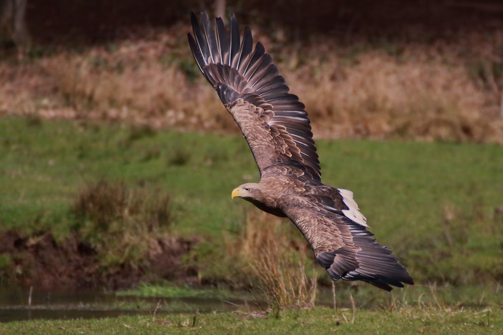 Der Seeadler im Flug Foto & Bild | youth, frühling, natur Bilder auf ...