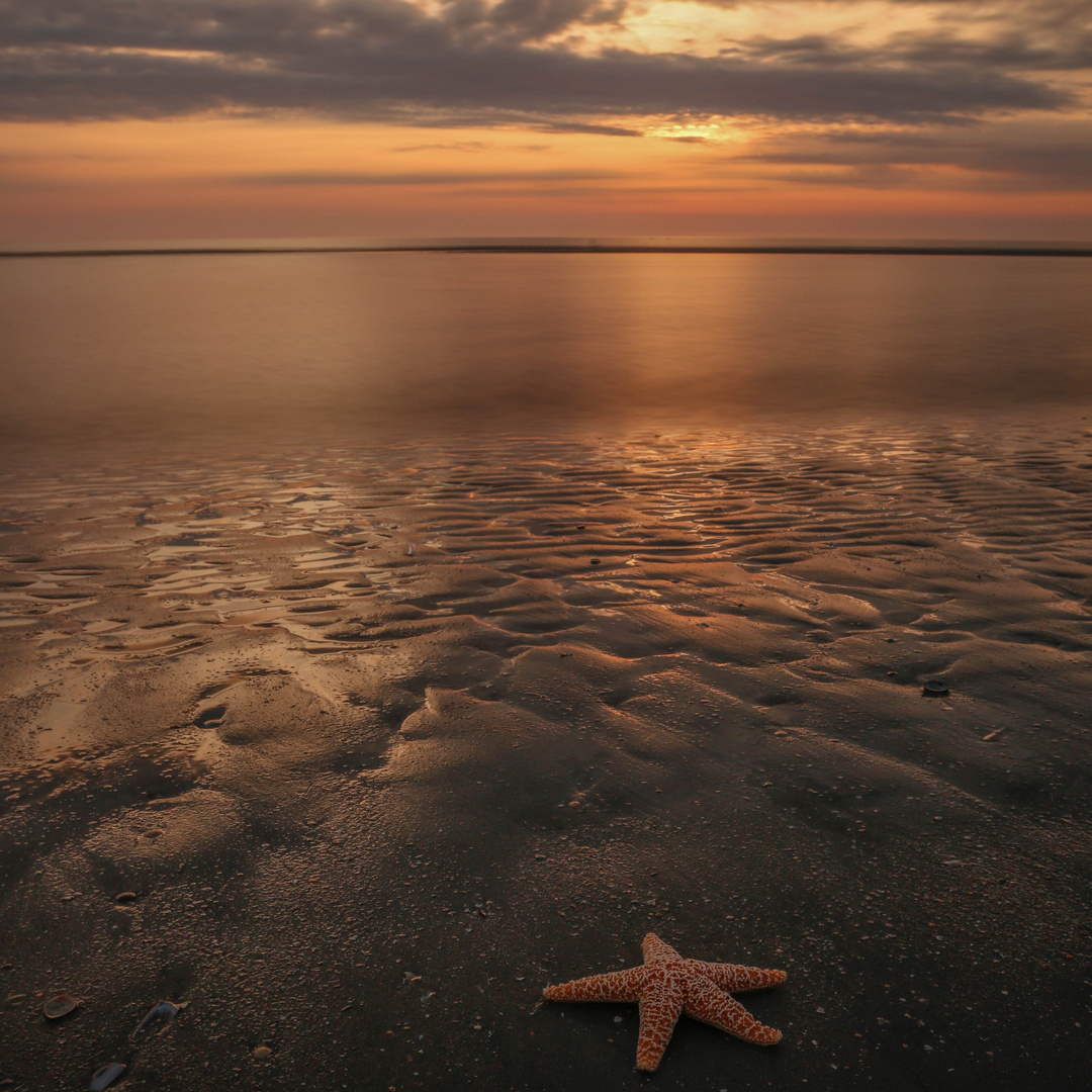 Der Seestern Foto & Bild | outdoor, wasser, sonne Bilder auf fotocommunity