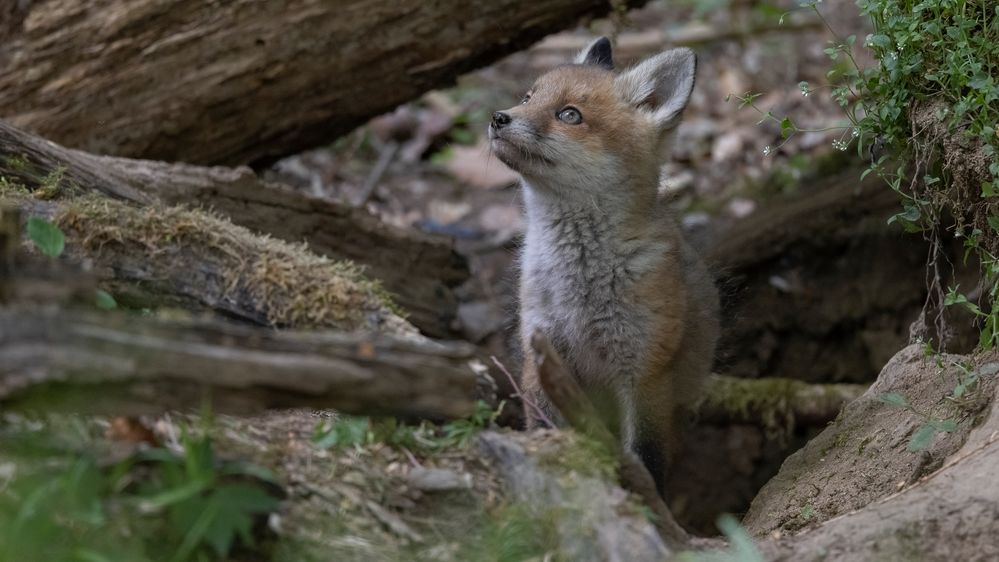 Der Seher Foto & Bild | tiere, wildlife, säugetiere Bilder auf ...