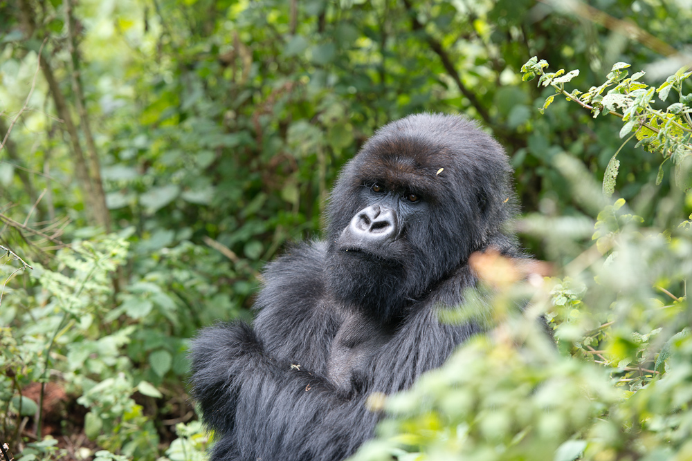 Der Silverback Foto & Bild | natur Bilder auf fotocommunity