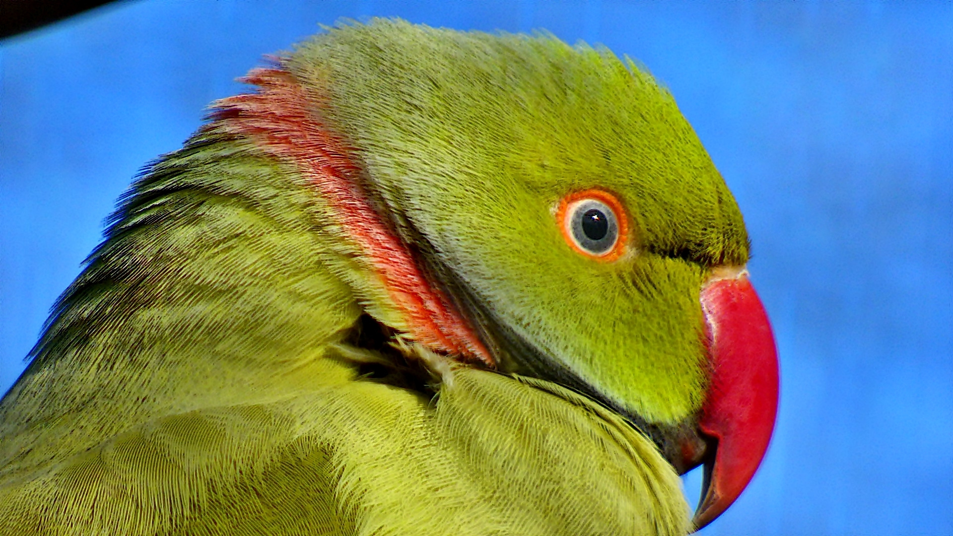 Der Sittich in der Voliere . . . Foto & Bild | tiere, zoo, wildpark ...