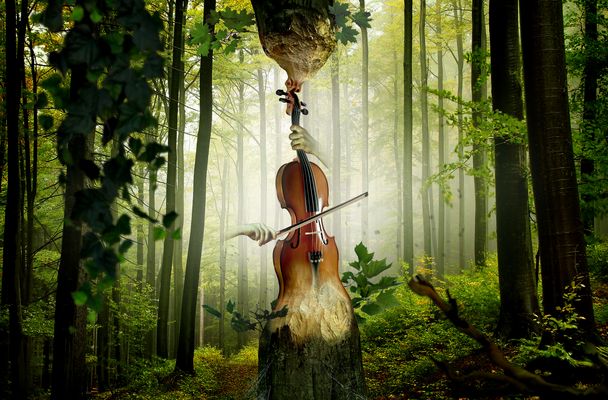 094 - Geigen/ Violinen Bilder & Fotos