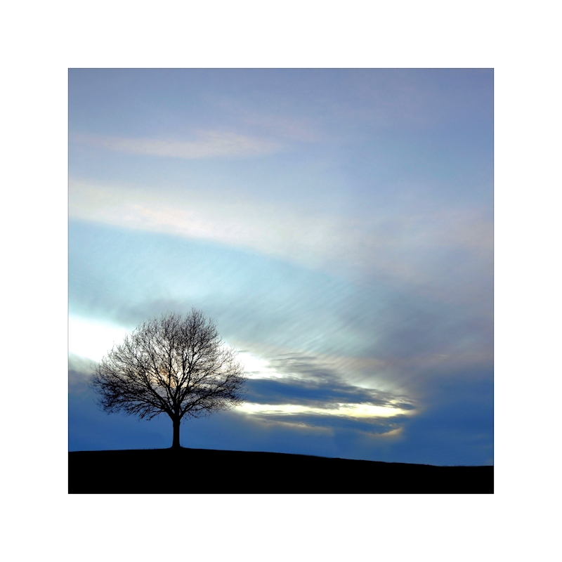 der Solitär | Edith Vogel Fotografie