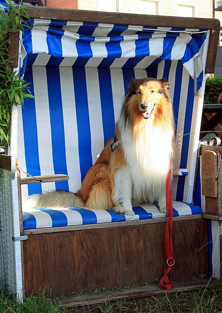 Der Sommer kann kommen Foto & Bild | tiere, haustiere, hunde Bilder auf fotocommunity