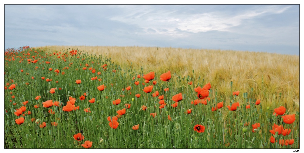 der Sommer war doch schön... Foto & Bild | jahreszeiten, sommer, natur ...