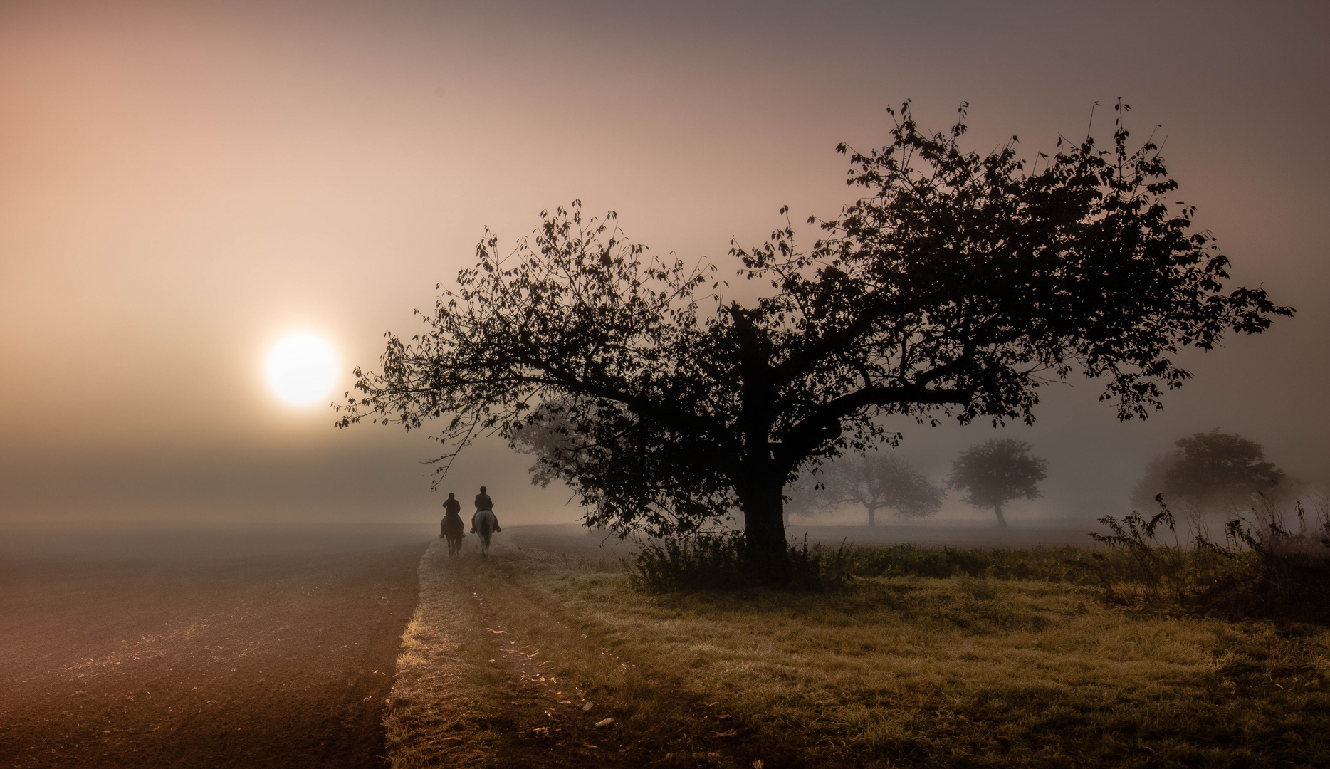 Der Sonne entgegen ... Foto & Bild | wald, bäume, sonnenaufgang Bilder ...