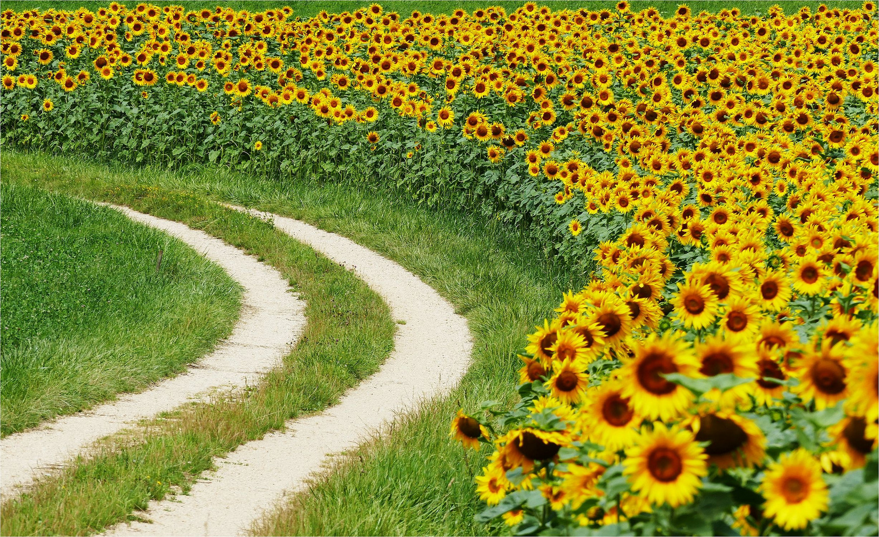 der Sonnenblumen Weg... Foto & Bild | sommer, sonne, weg Bilder auf ...