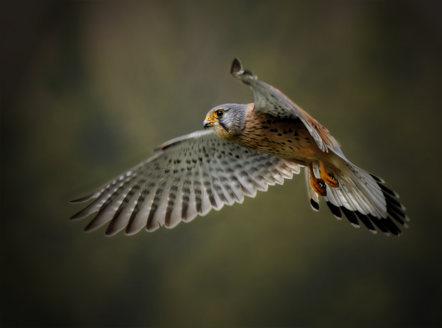 Der Späher............. Foto & Bild | tiere, wildlife, wild lebende ...