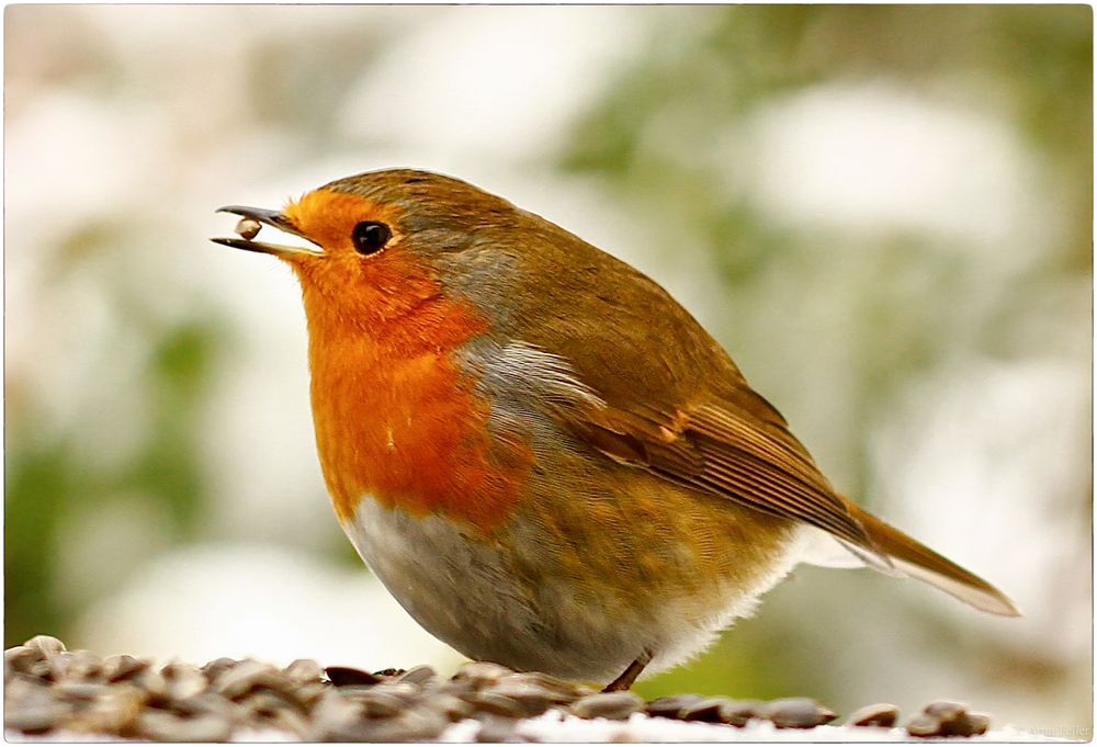 Der späte Vogel... Foto & Bild | tiere, wildlife, wild lebende vögel ...