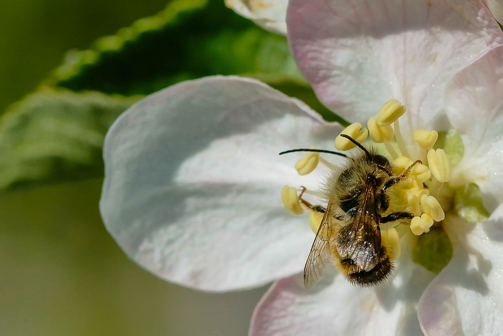 Der Spagat Foto & Bild | tiere, wildlife, insekten Bilder auf fotocommunity