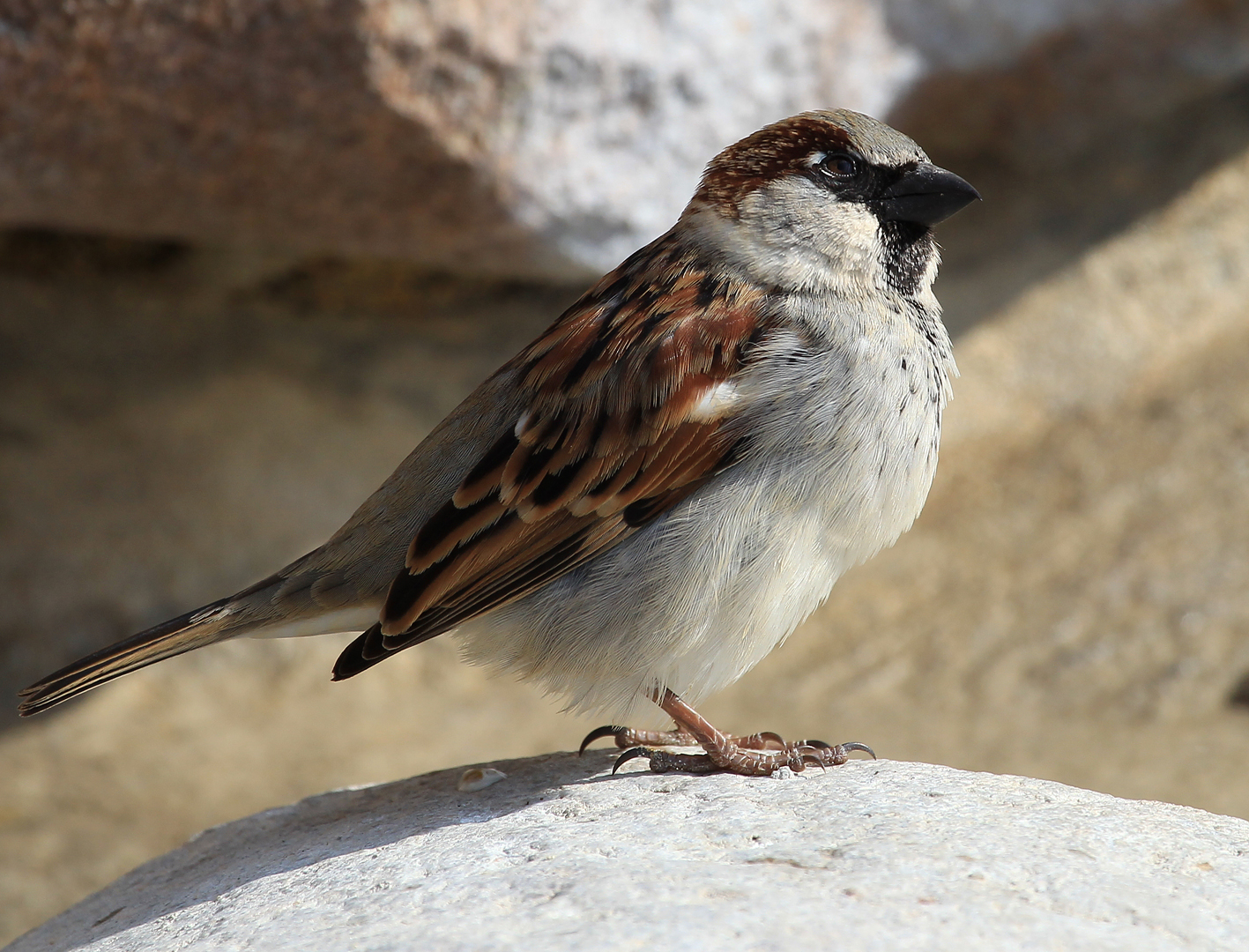 Der Spatz Foto & Bild | tiere, wildlife, wild lebende vögel Bilder auf ...