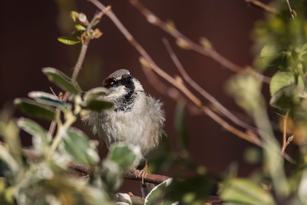 Der Spatz Foto & Bild | fotos, natur, tiere Bilder auf fotocommunity