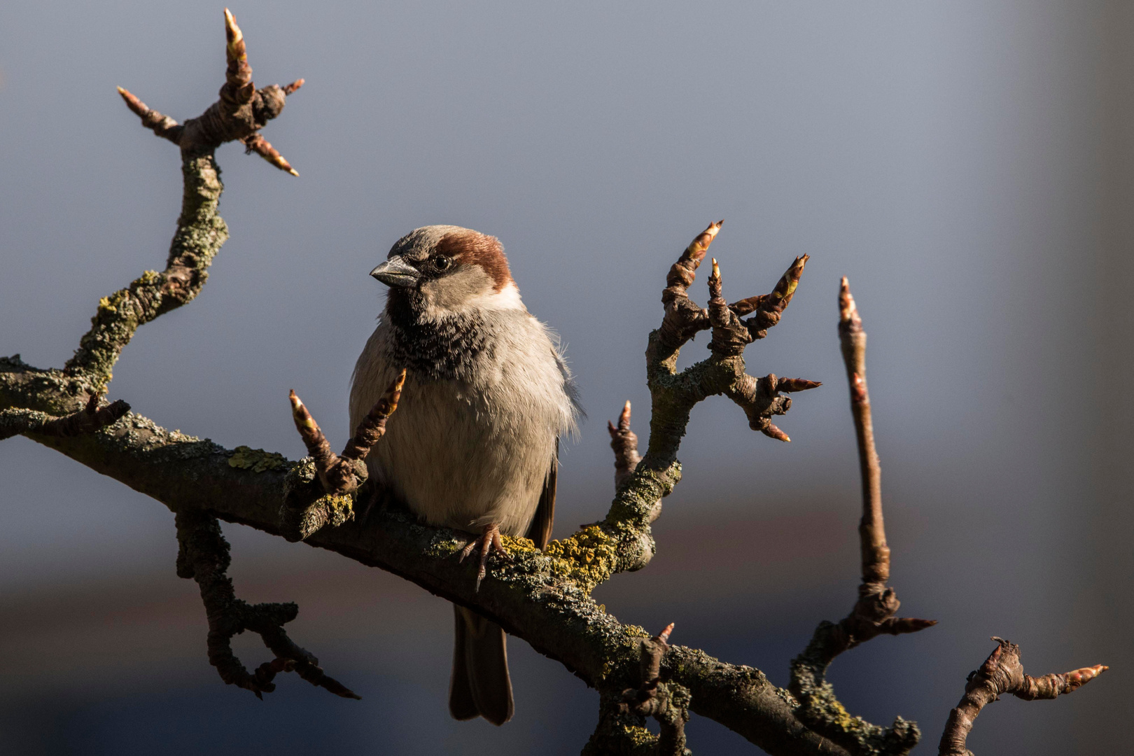 Der Spatz Foto & Bild | fotos, natur, tiere Bilder auf fotocommunity