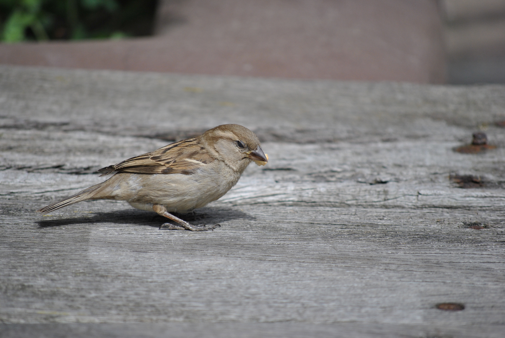 Der Spatz Foto & Bild | tiere, unser garten, natur Bilder auf fotocommunity