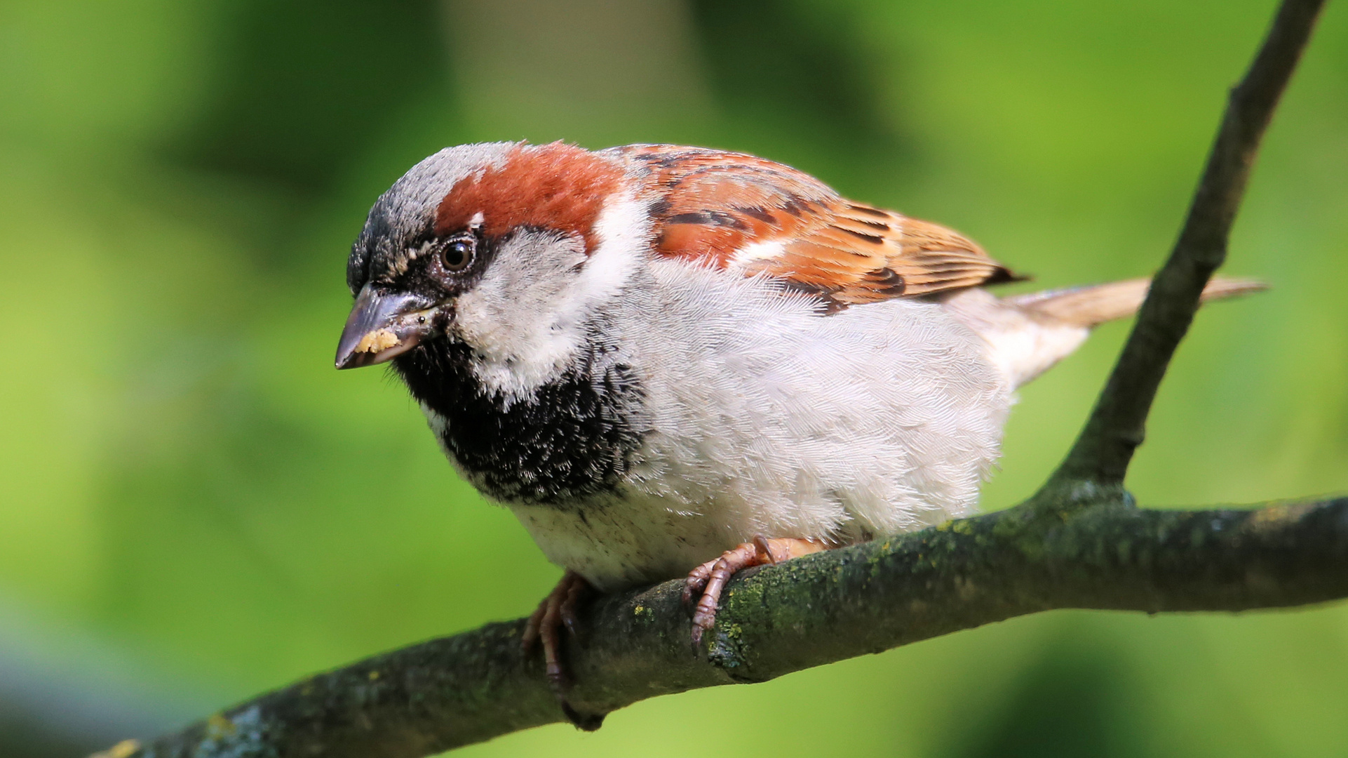 Der Spatz... Foto & Bild | singvögel, natur, tiere Bilder auf fotocommunity