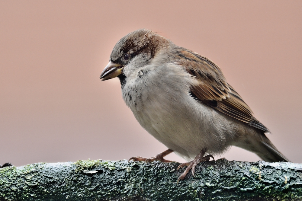 Der Spatz Foto & Bild | tiere, wildlife, wild lebende vögel Bilder auf ...