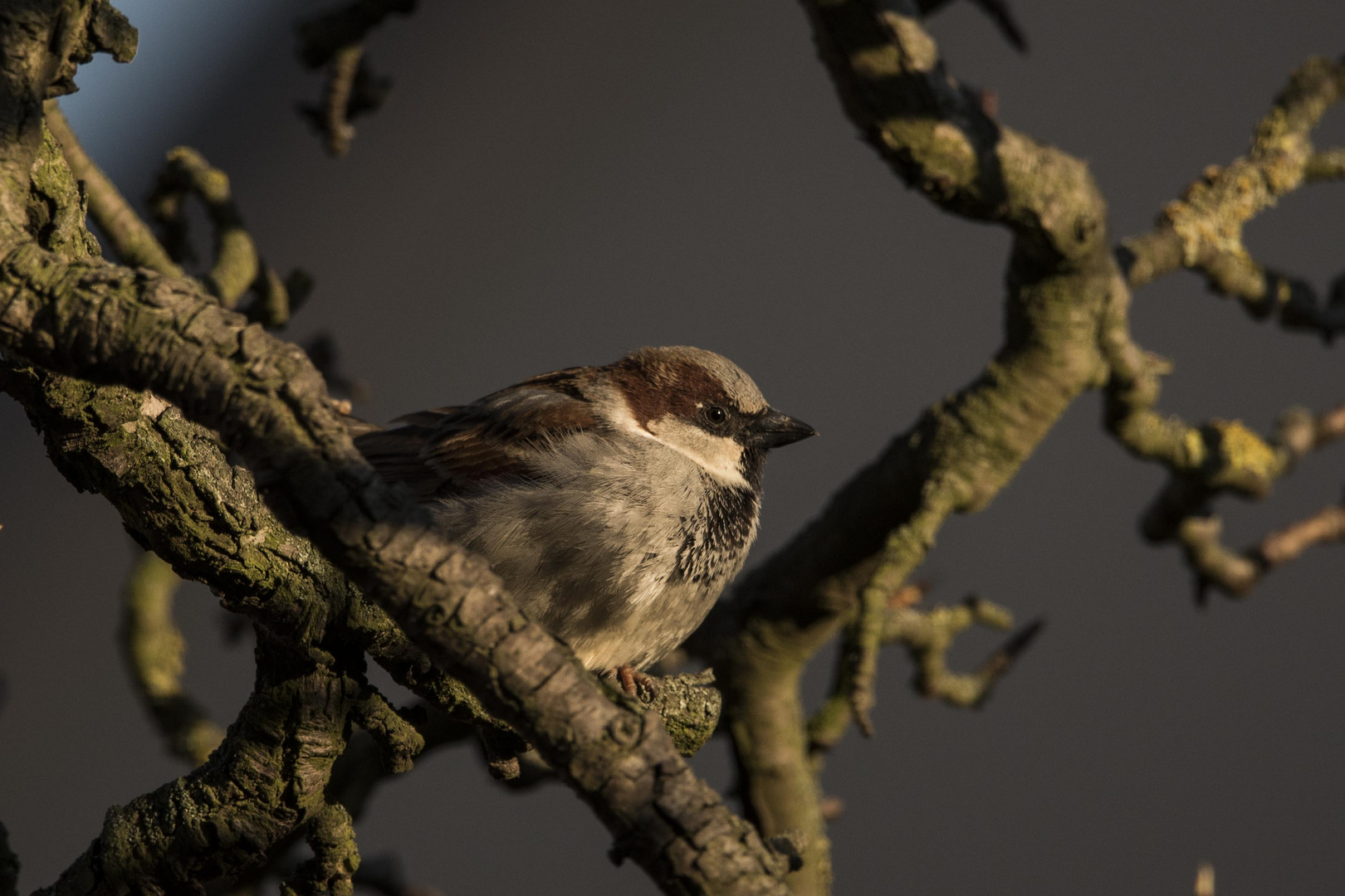 Der Spatz Foto & Bild | tiere, wildlife, wild lebende vögel Bilder auf ...