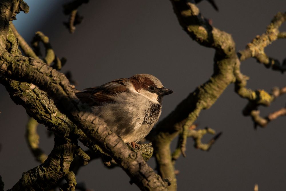 Der Spatz Foto & Bild | tiere, wildlife, wild lebende vögel Bilder auf ...