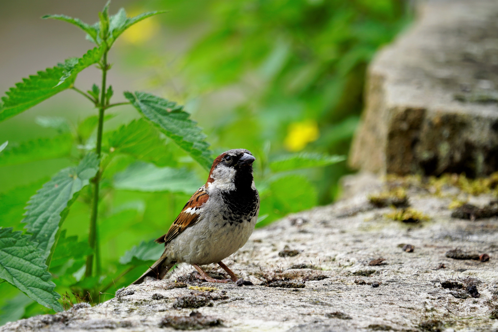 Der Spatz Foto & Bild | tiere, wildlife, wild lebende vögel Bilder auf ...