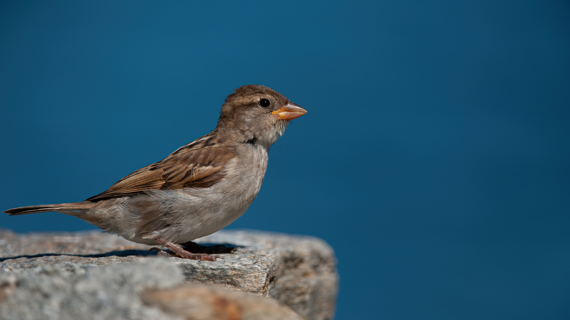 Der Spatz am Meer Foto & Bild | fotos, nikon, world Bilder auf ...