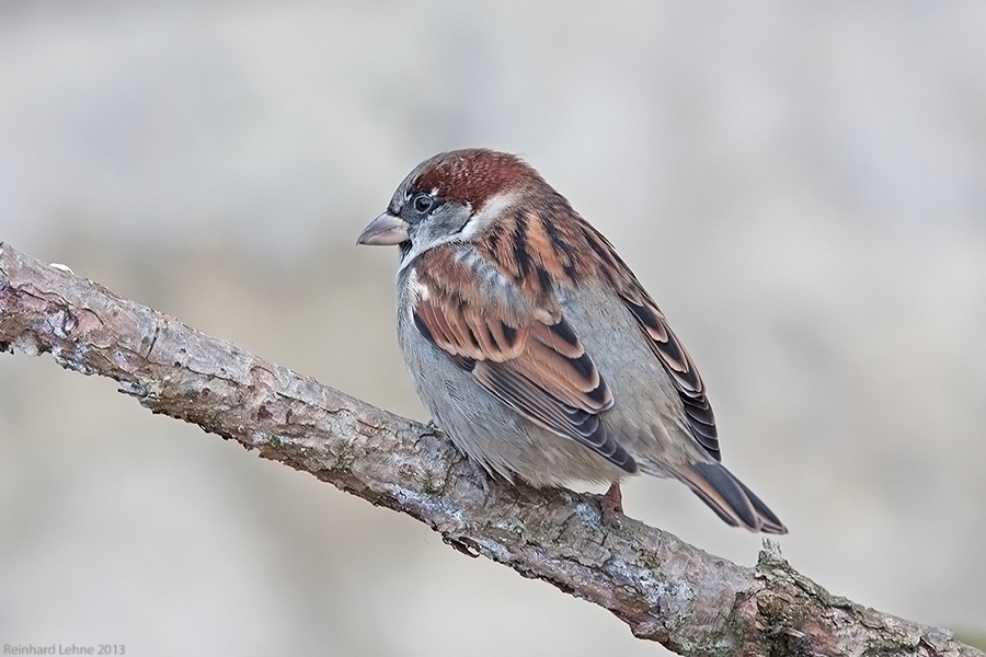 Der Spatz Foto & Bild | tiere, wildlife, wild lebende vögel Bilder auf ...