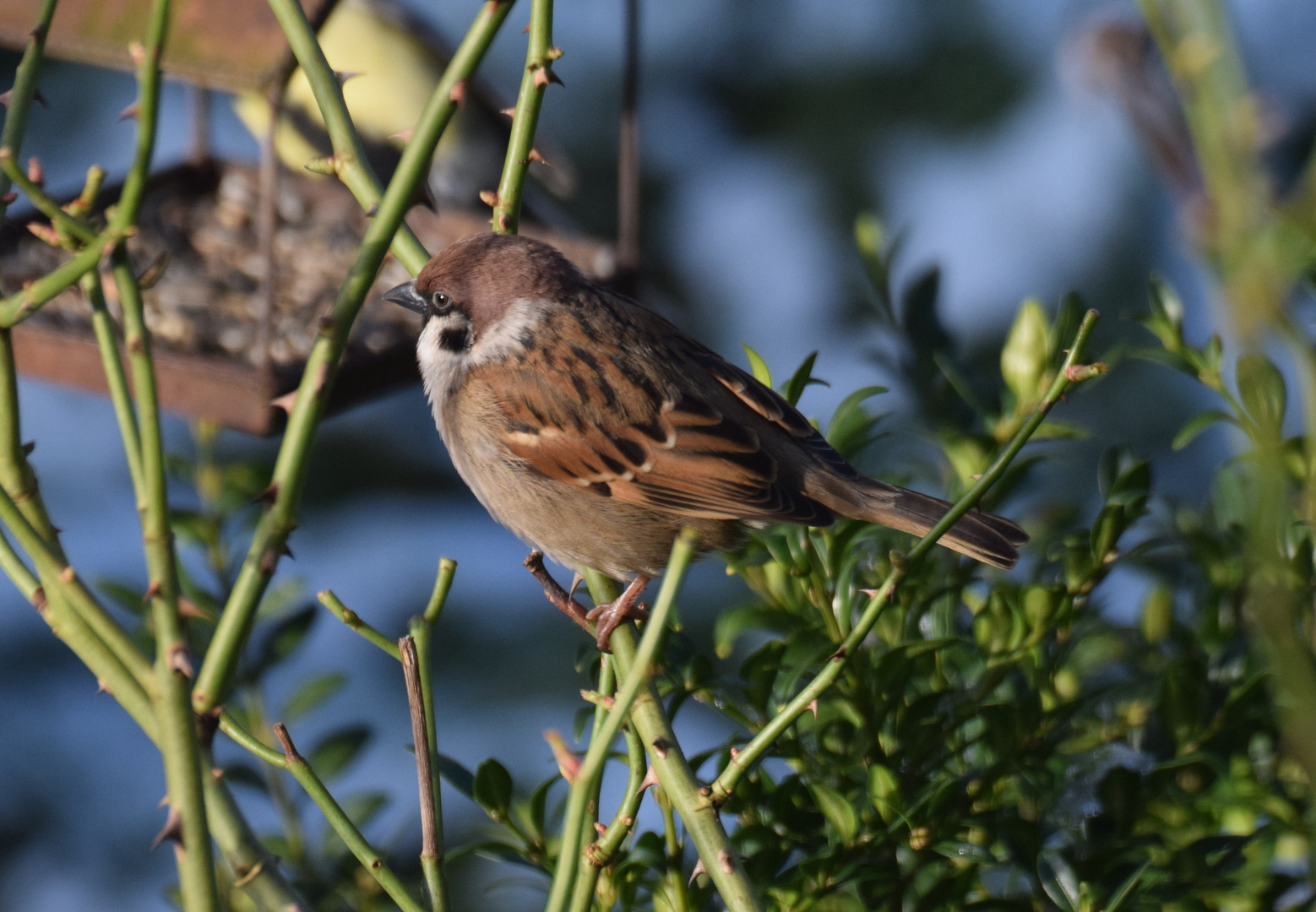 Der Spatz beim Sonnenbad !!!!! Foto & Bild | tiere, natur Bilder auf ...