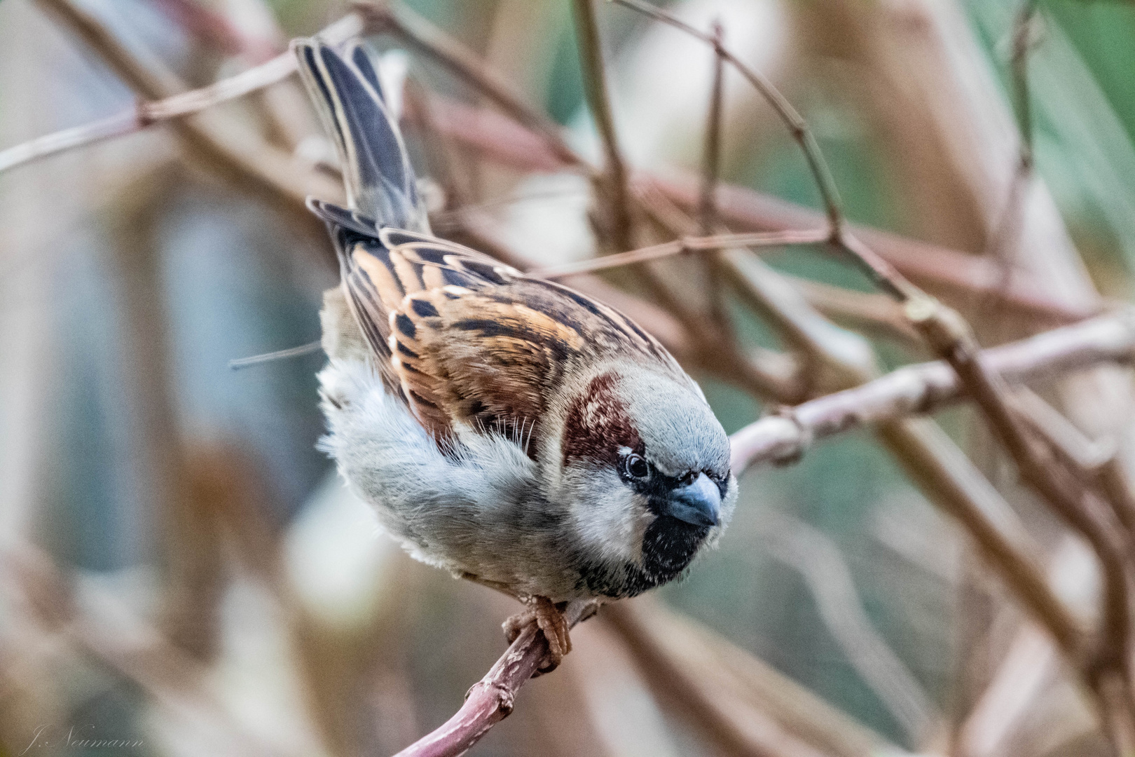 Der Spatz Foto & Bild | tiere, wildlife, wild lebende vögel Bilder auf ...