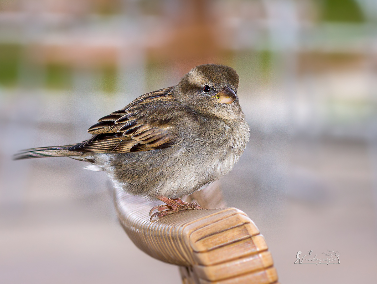 Der Spatz ... Foto & Bild | tiere, wildlife, wild lebende vögel Bilder ...
