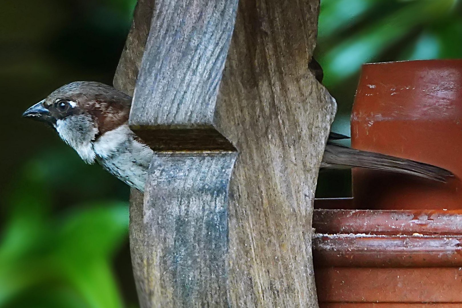 der Spatz hat den Durchblick Foto & Bild | natur, tiere, vögel Bilder ...