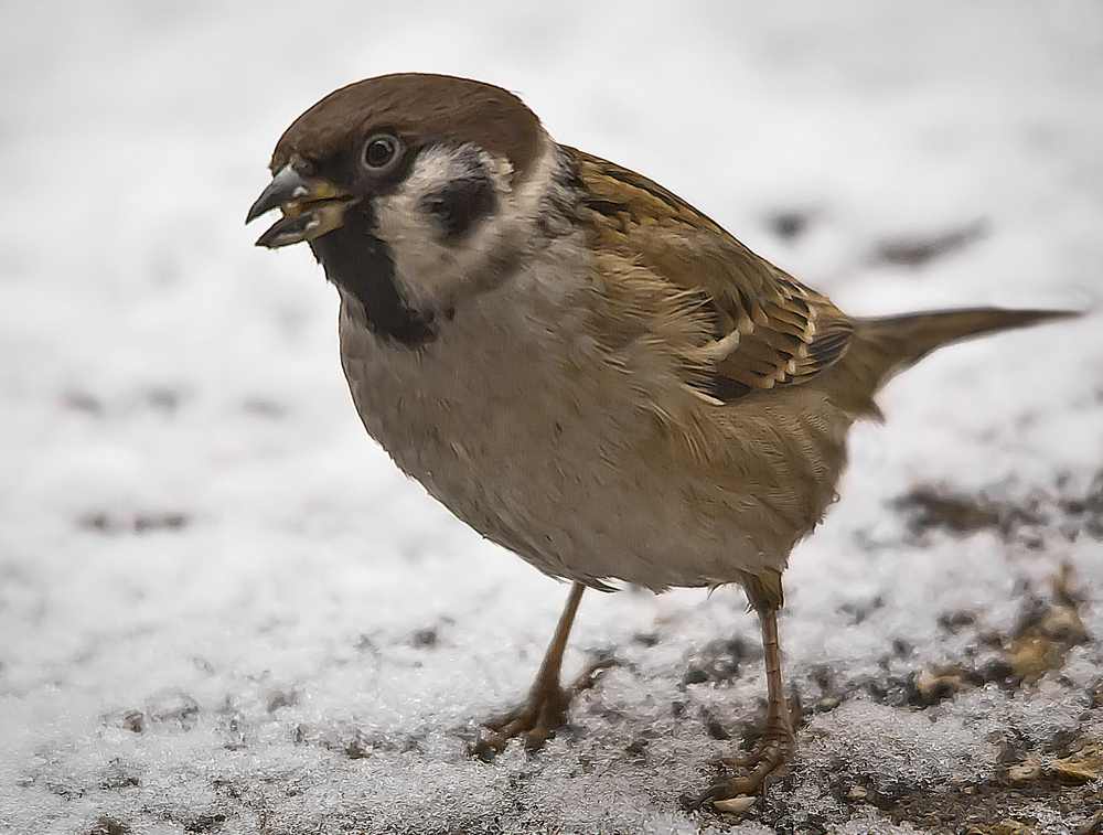 Der Spatz im Winter Foto & Bild | tiere, wildlife, wild lebende vögel ...