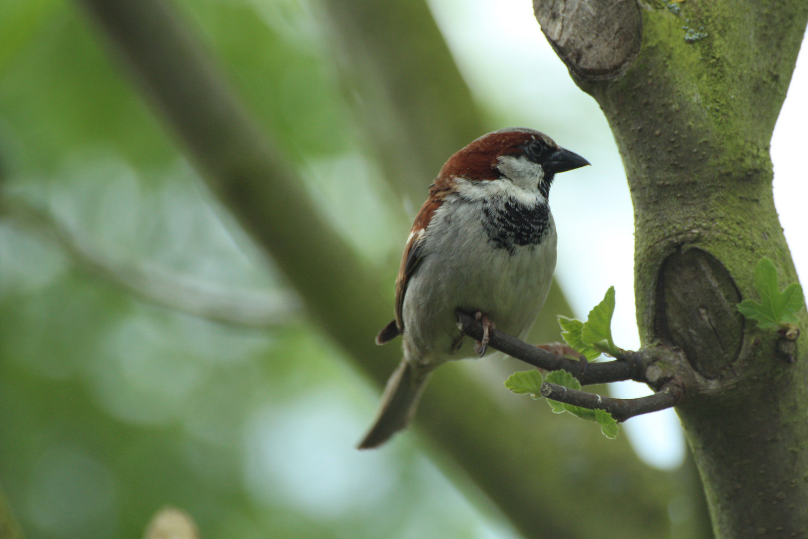 Der Spatz in der Feige Foto & Bild | tiere, wildlife, wild lebende ...