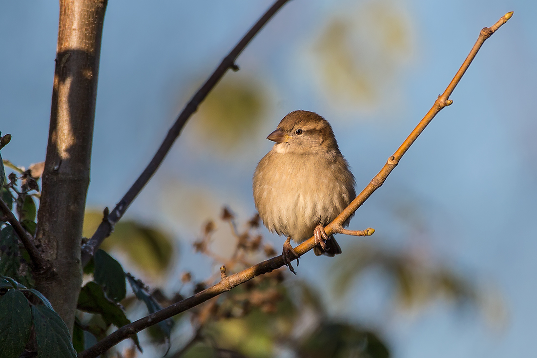 Der Spatz in der Hand, ist besser .... Foto & Bild | natur, sperlinge ...
