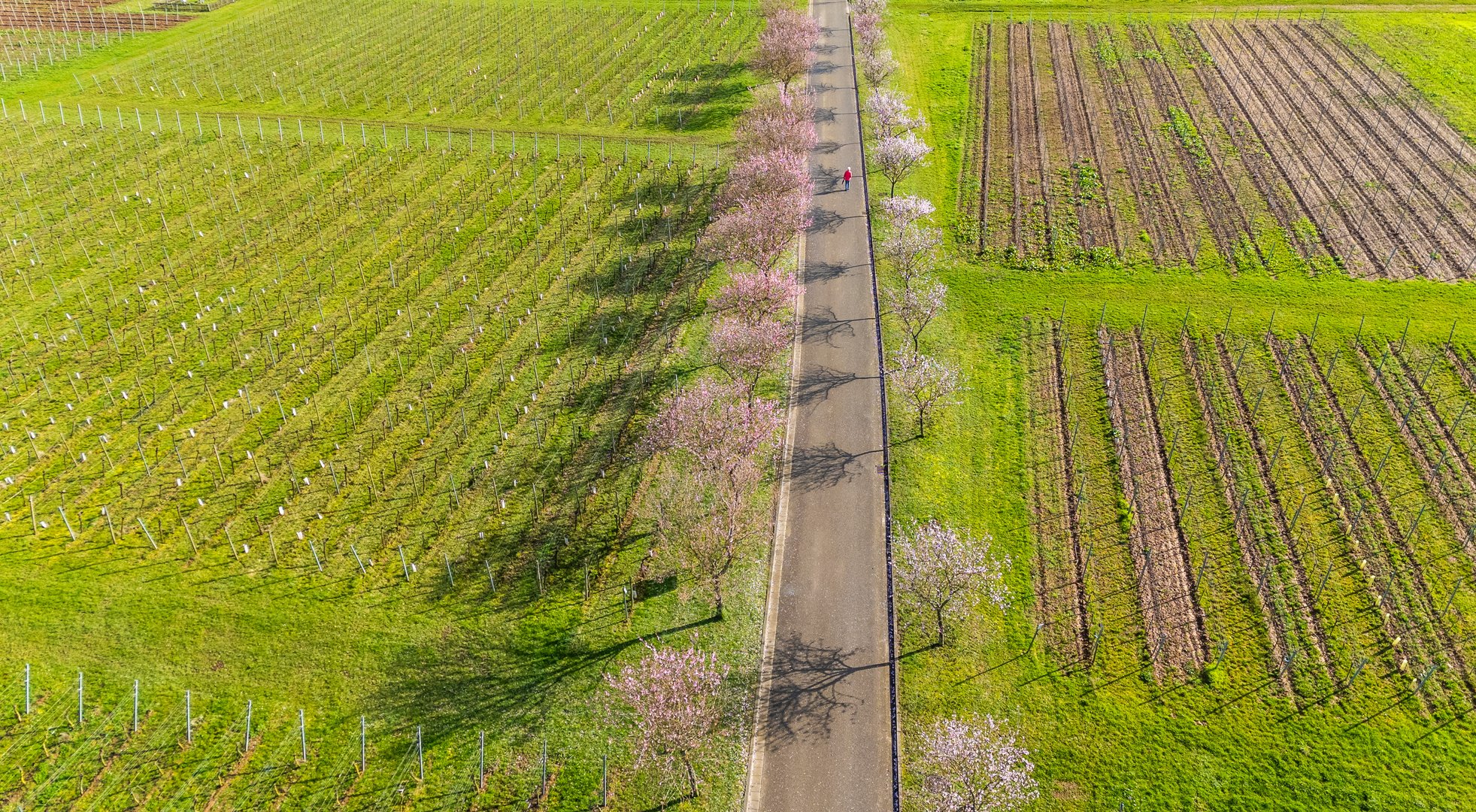 Der Spaziergänger Foto & Bild | deutschland, europe, rheinland-pfalz ...