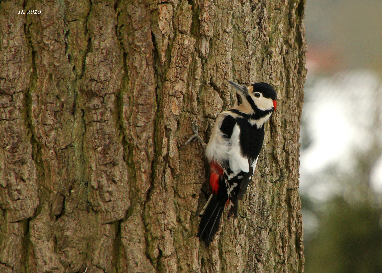 Der Specht..... Foto & Bild | tiere, wildlife, wildlife luder ...