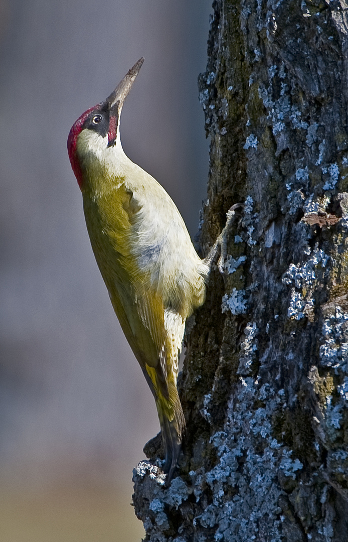 Der Specht am Baum Foto & Bild | tiere, natur Bilder auf fotocommunity