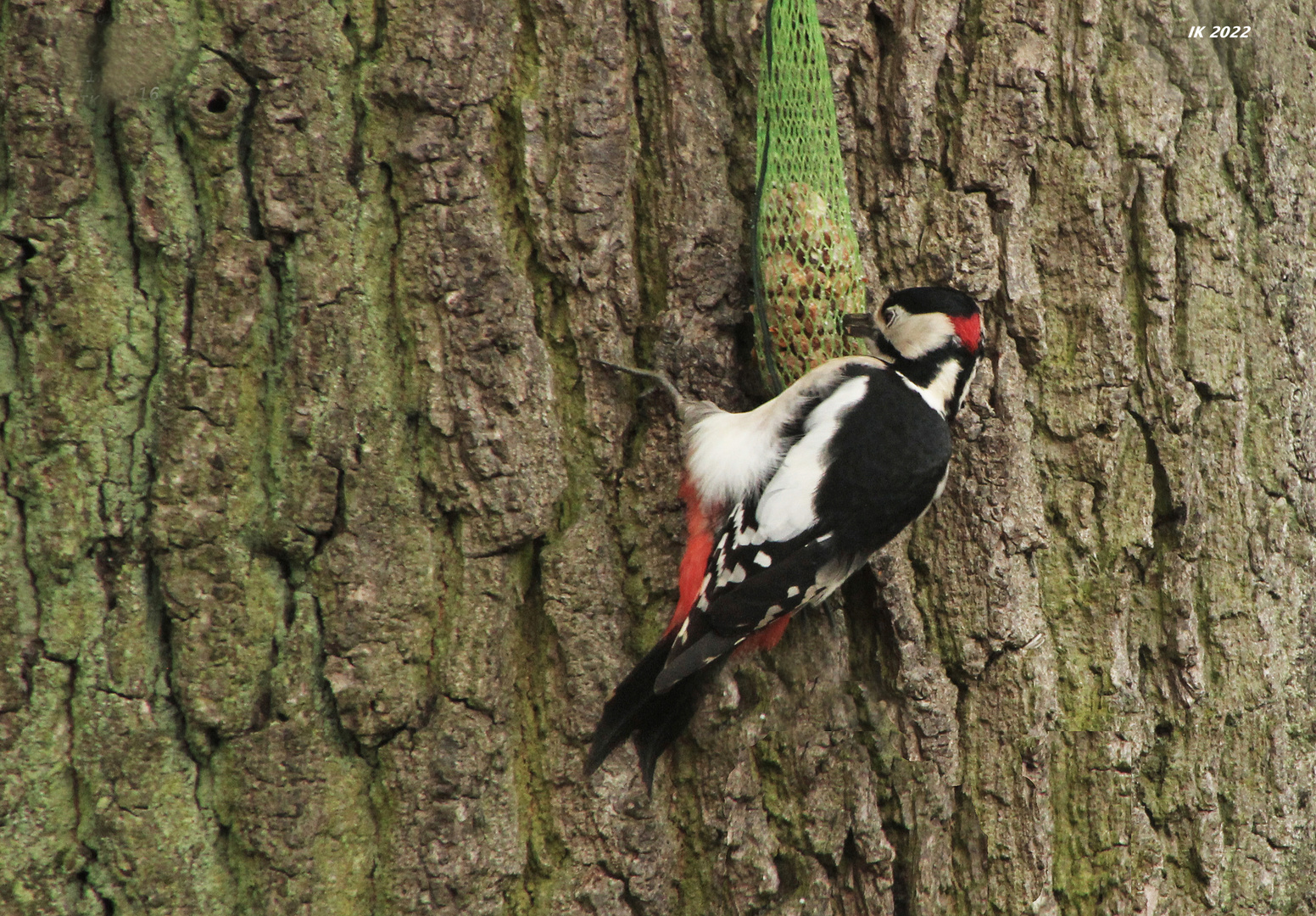 Der Specht.... Foto & Bild | tiere, wildlife, wildlife luder ...