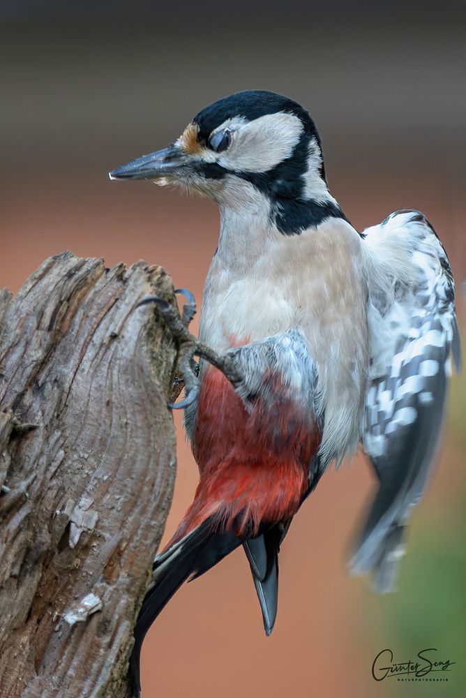 Der Specht Engel Foto & Bild | tiere, wildlife, natur Bilder auf ...