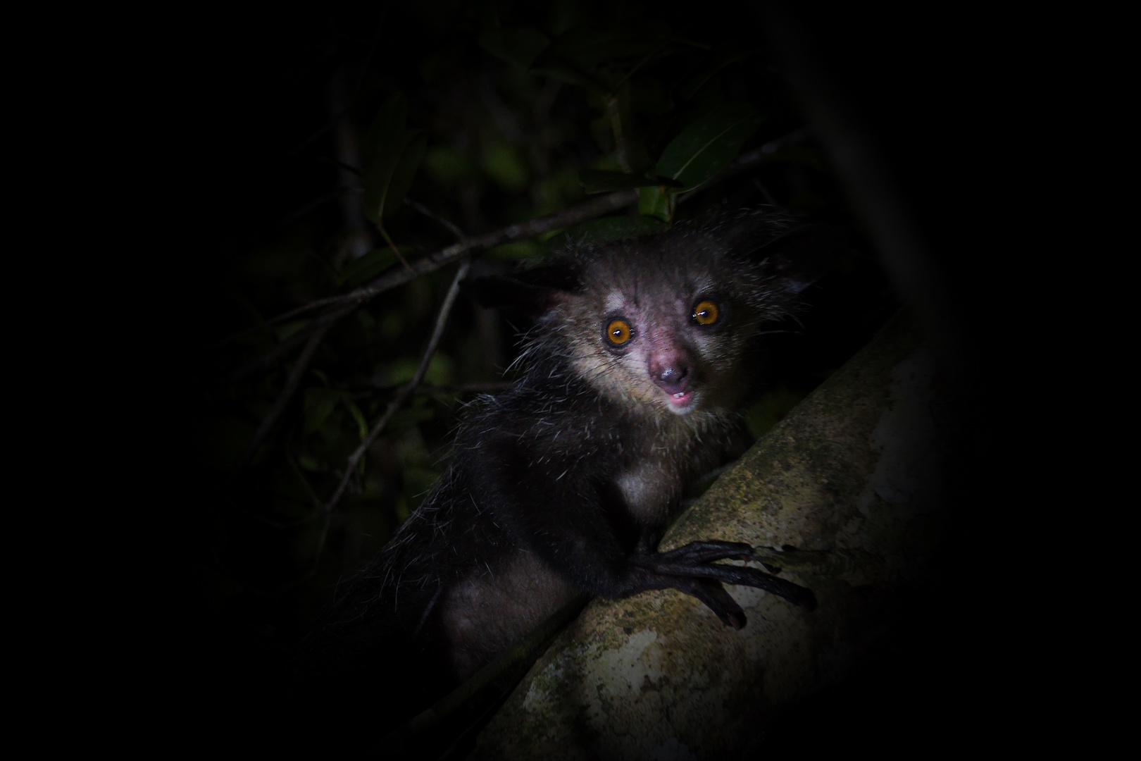 Der "Specht" von Madagaskar..... Foto & Bild | world, natur, afrika ...