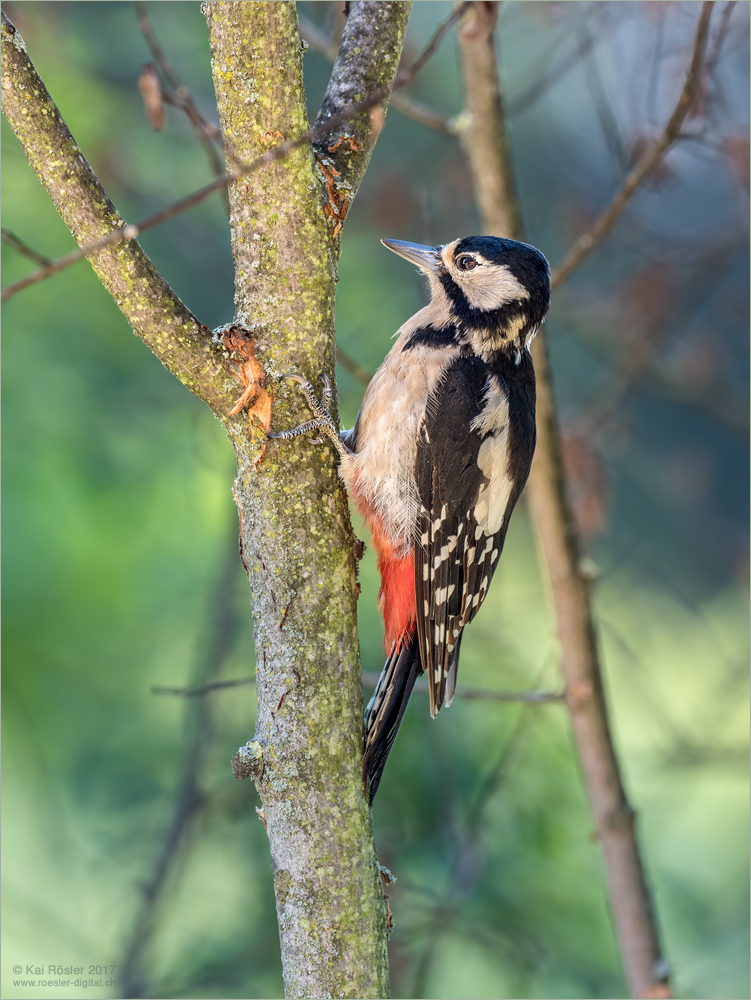 Der Specht vor meinem Fenster Foto & Bild | tiere, wildlife, wild ...