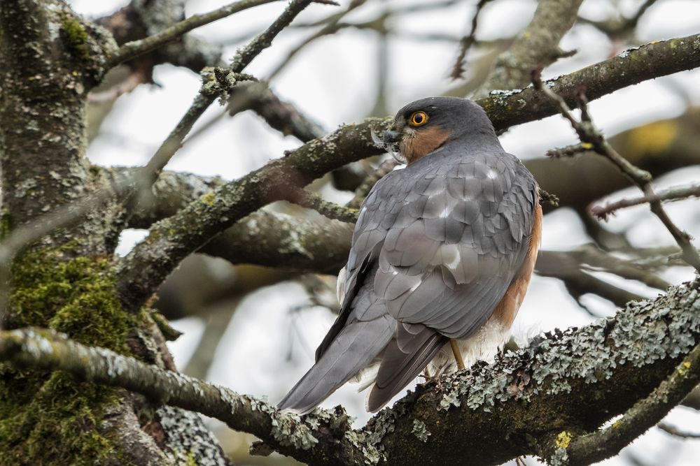 Der Sperber... Foto & Bild | tiere, wildlife, wild lebende vögel Bilder ...