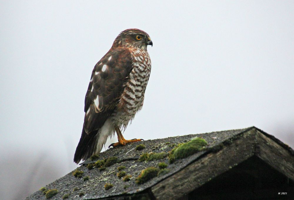 Der Sperber.... Foto & Bild | natur, tiere, wildlife Bilder auf ...
