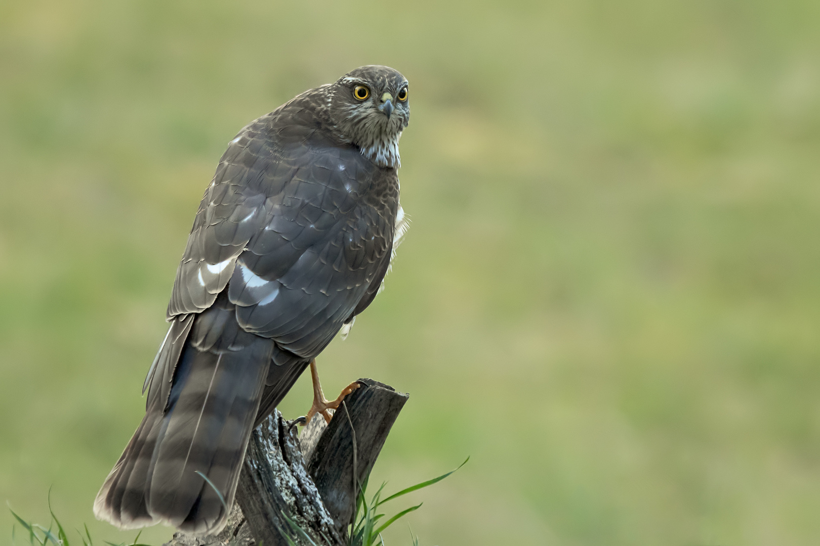 Der-Sperber Foto & Bild | tiere, wildlife, wild lebende vögel Bilder ...
