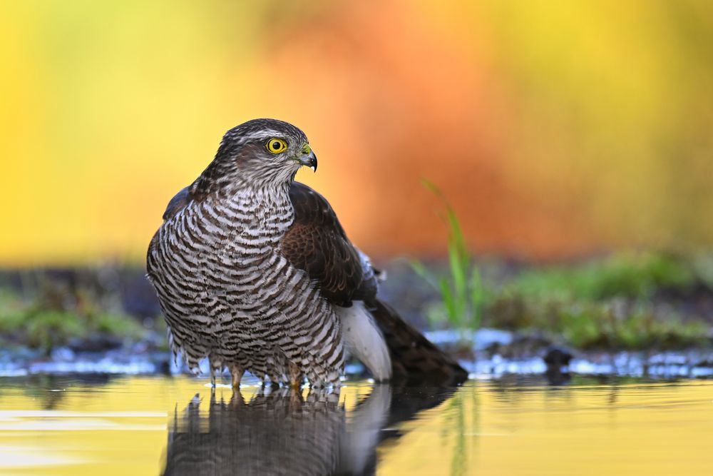 der Sperber.. Foto & Bild | natur, herbst, tiere Bilder auf fotocommunity