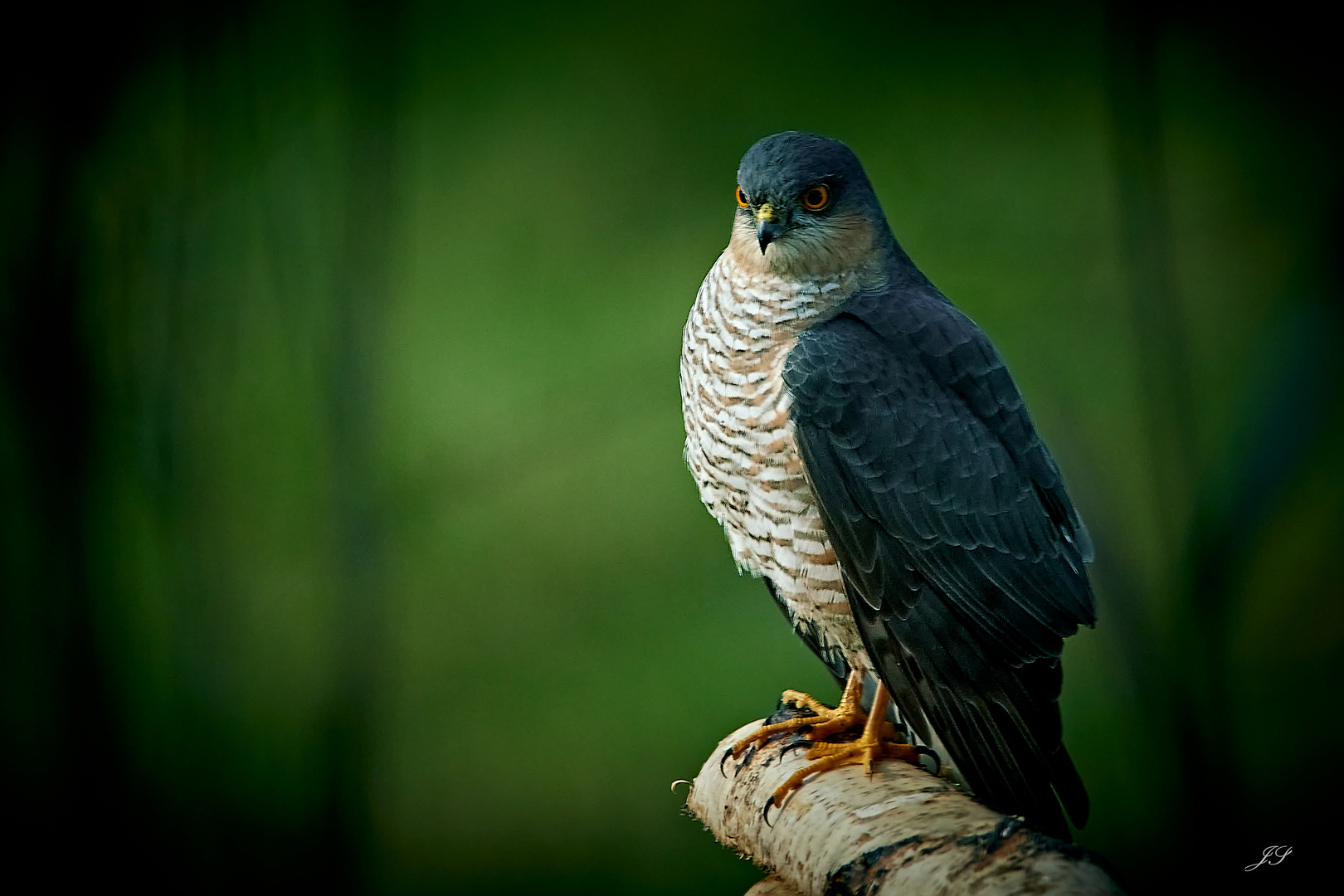 Der Sperber Foto & Bild | tiere, wildlife, wild lebende vögel Bilder ...