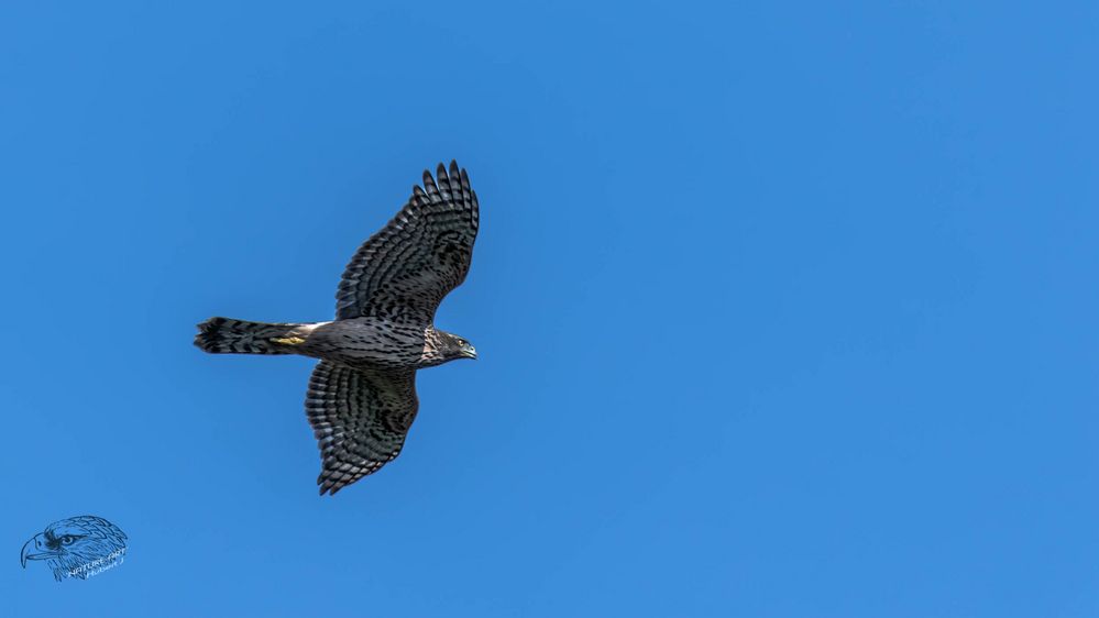 Der Sperber Foto & Bild | animaux, animaux sauvages, oiseaux Bilder auf ...