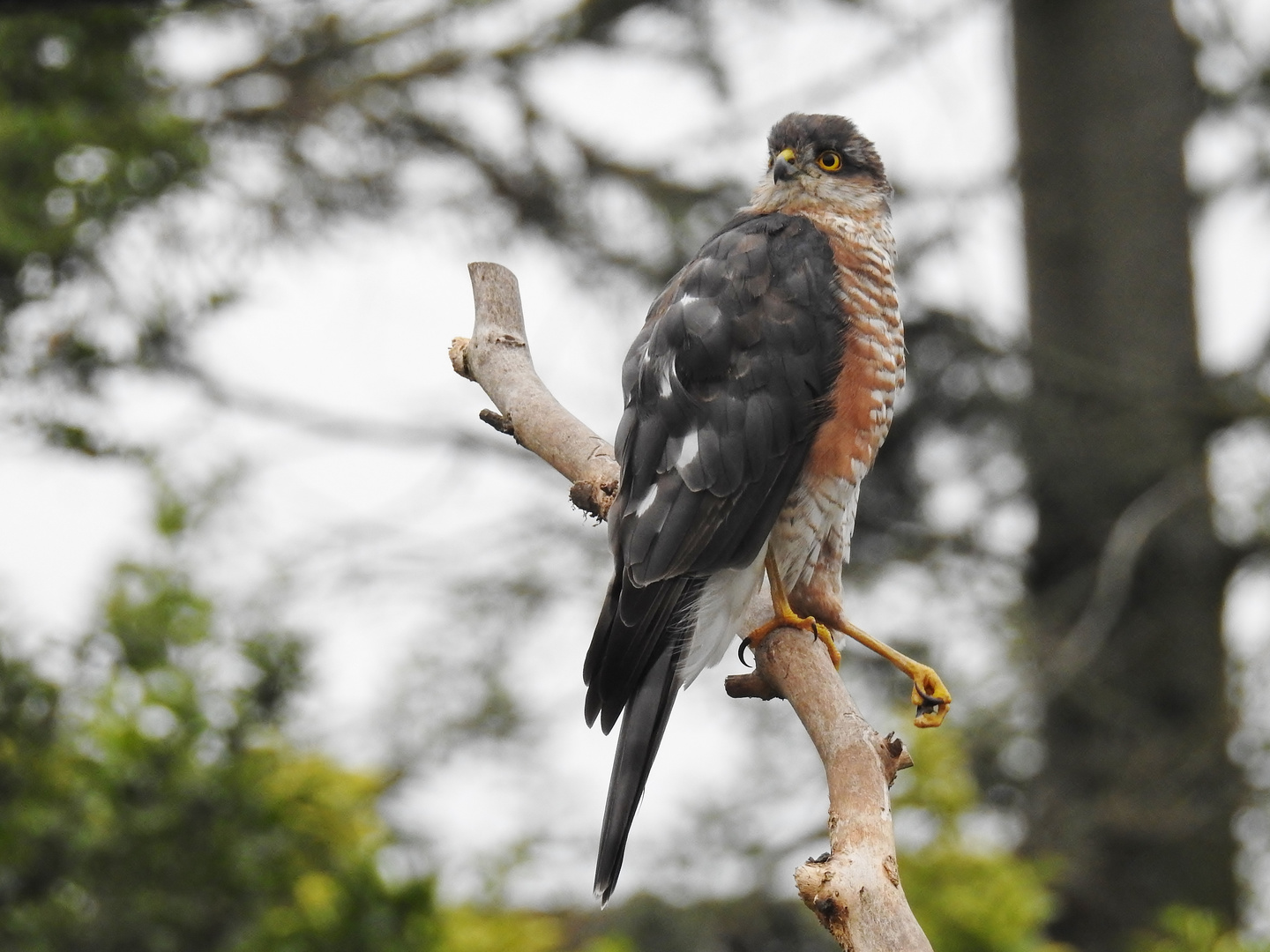 Der Sperber.... Foto & Bild | tiere, wildlife, wild lebende vögel ...