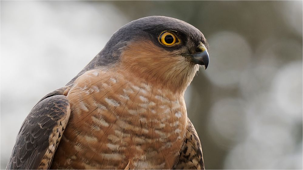 der Sperber besucht uns im Frühjahr ..... Foto & Bild | tiere, wildlife ...